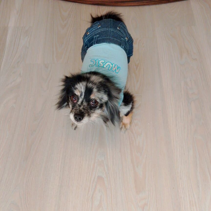 Домашние животные