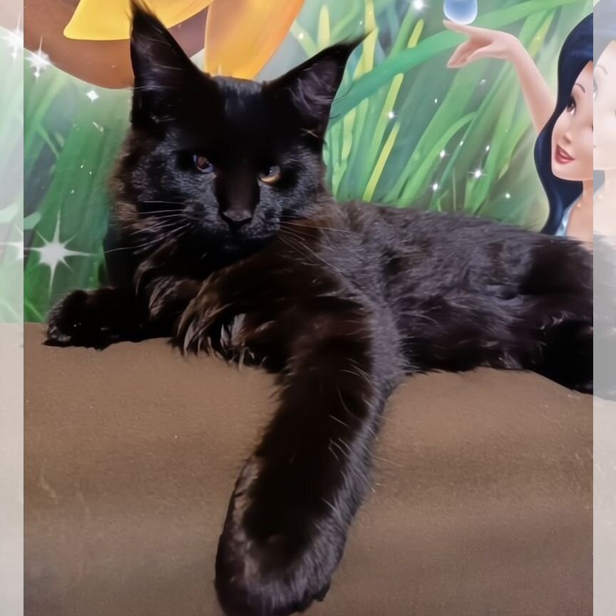 Мейн-кун котёнок