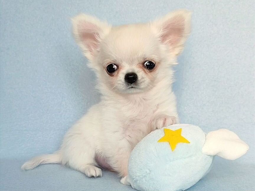 Щенок чихуахуа мини