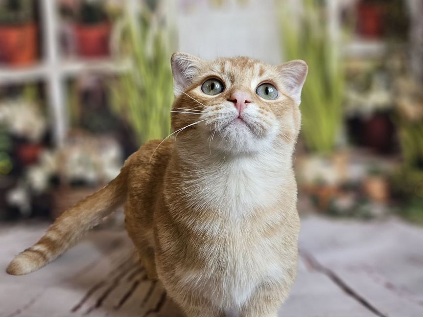 Шотландские манчкины