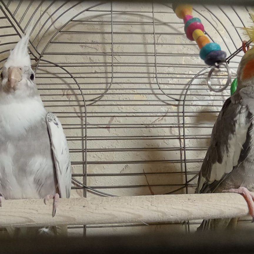 Попугай корелла