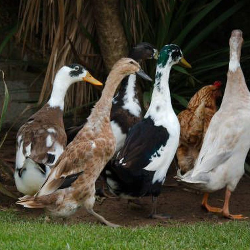 Утки индийский бегунок