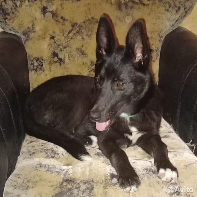 Верная подруга во двор