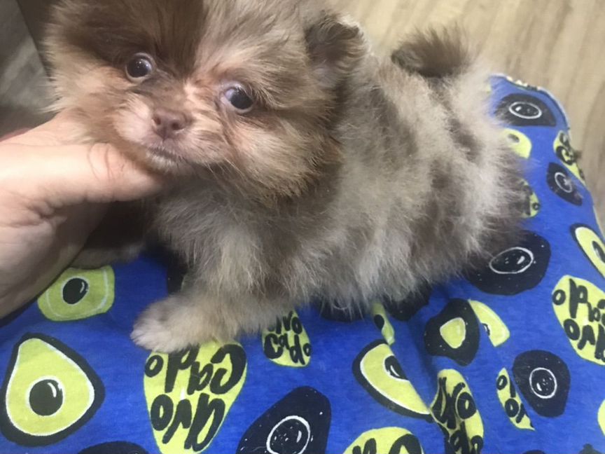 Щенки померанского шпица мини шоколад мерле Кися