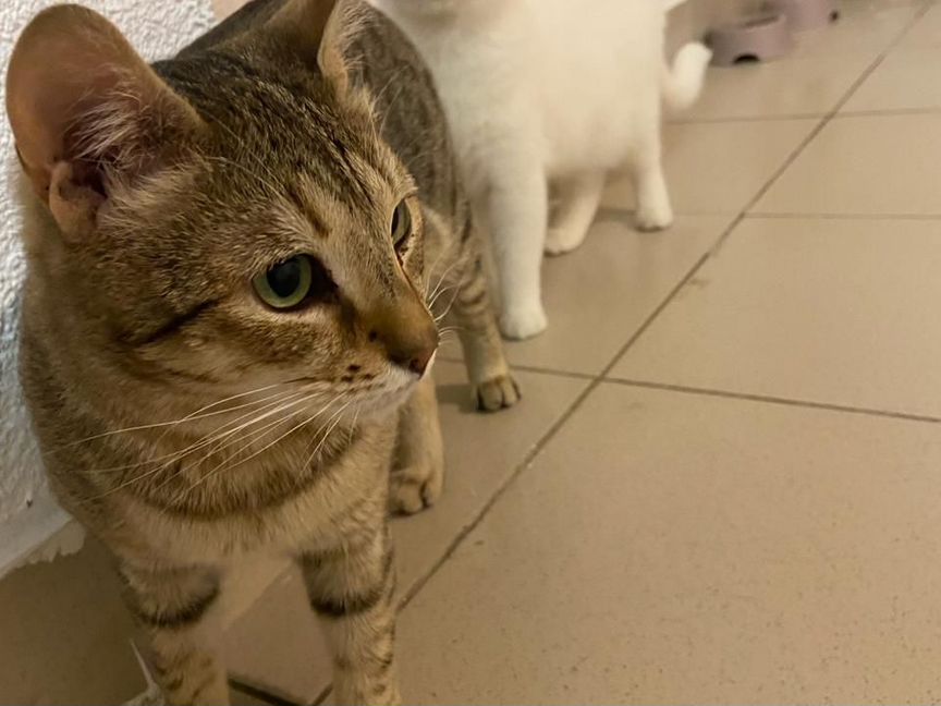 Кот ищет дом