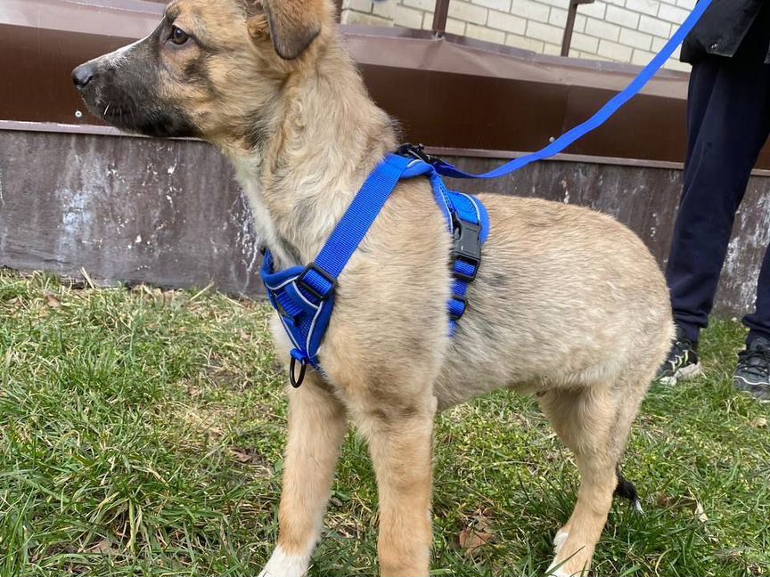 Собака в добрые руки отдам бесплатно