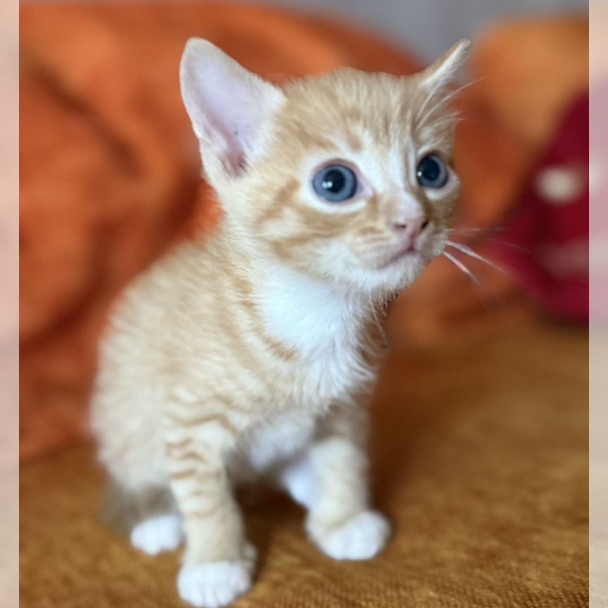 Котик рыжий