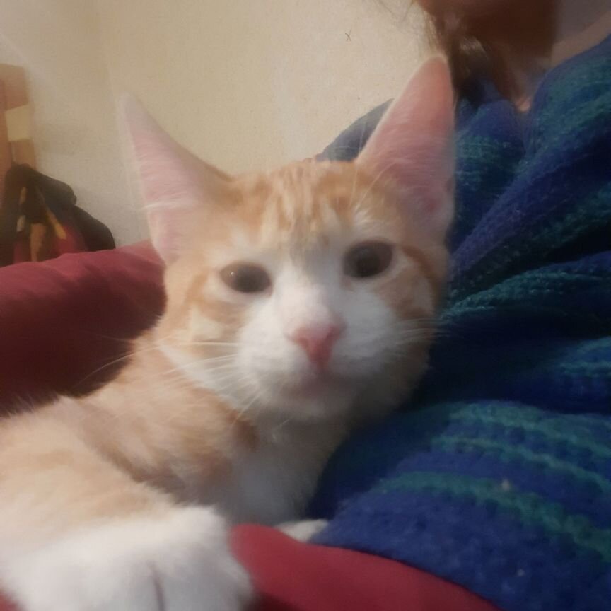 Рыжий котёнок