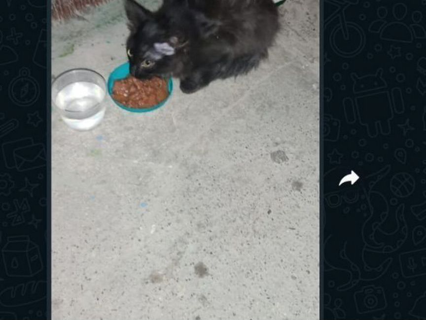 Котик умирает в подьезде