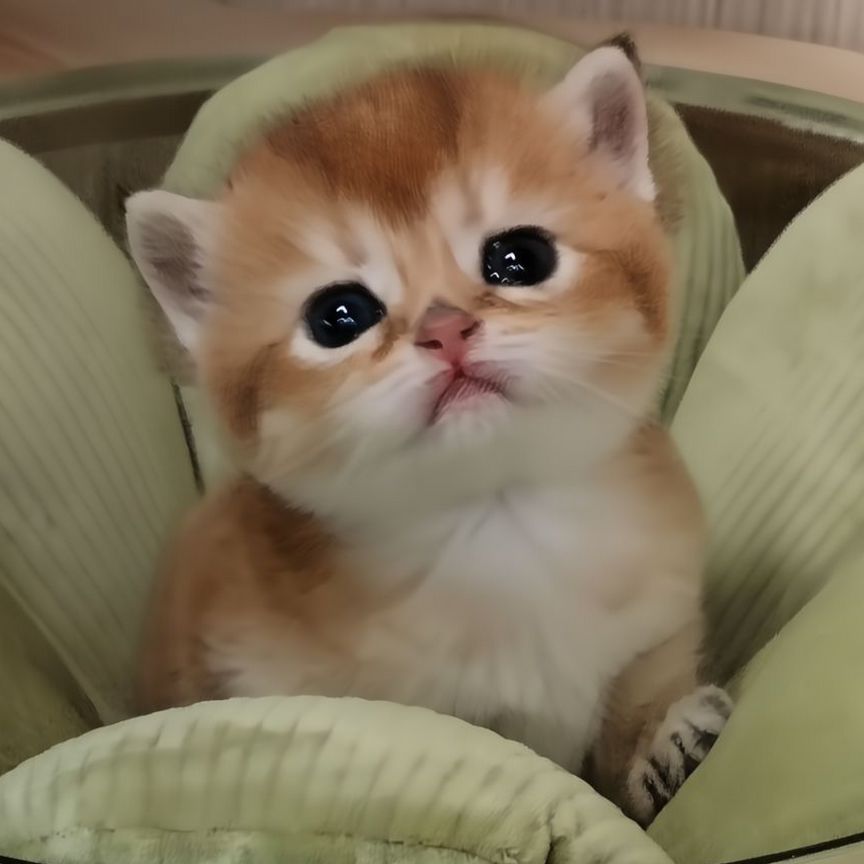 Шотландский вислоухий короткошёрстный котёнок