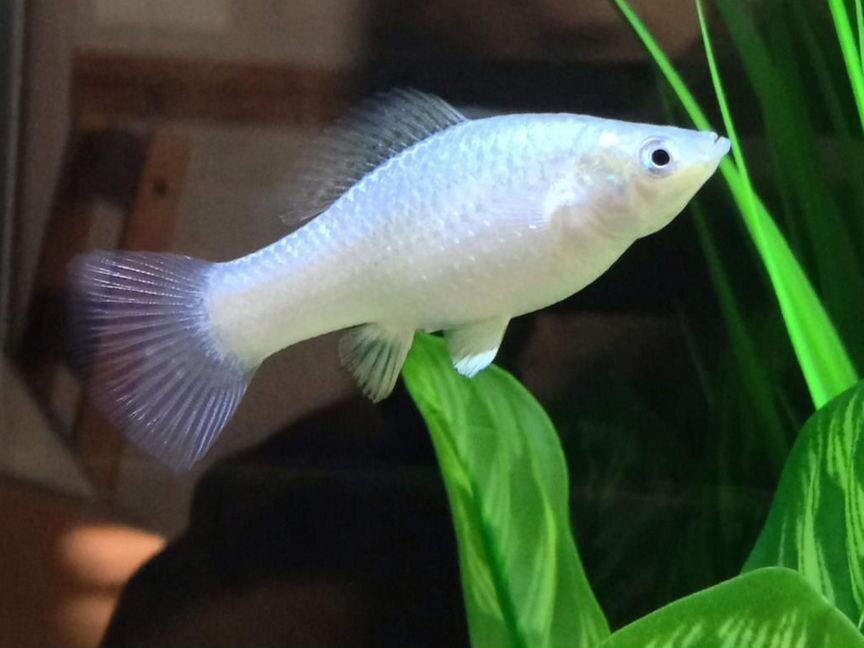 Рыбка моллинезия