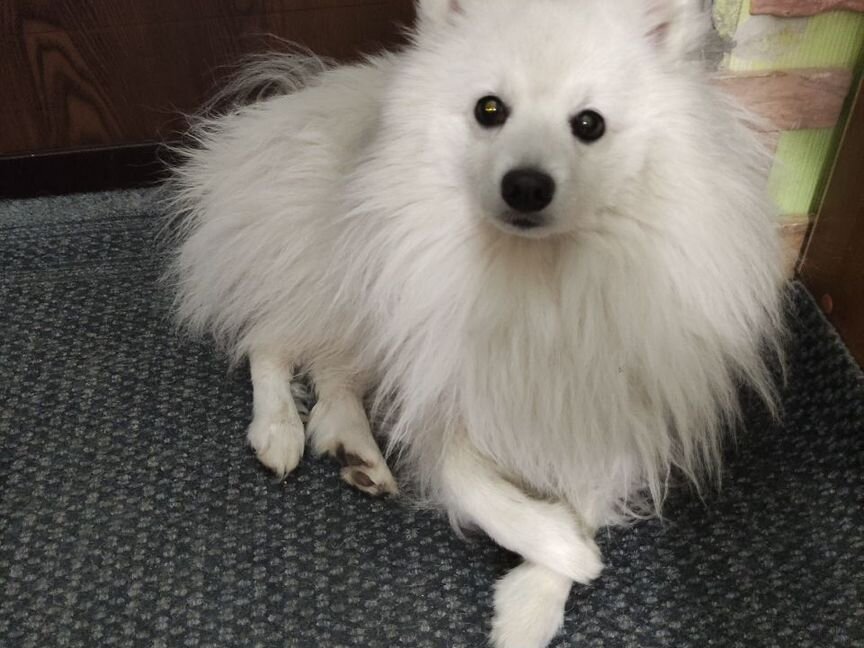 Японский Шпиц вязка