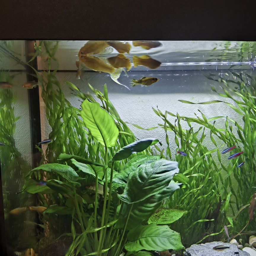 Моллинезии