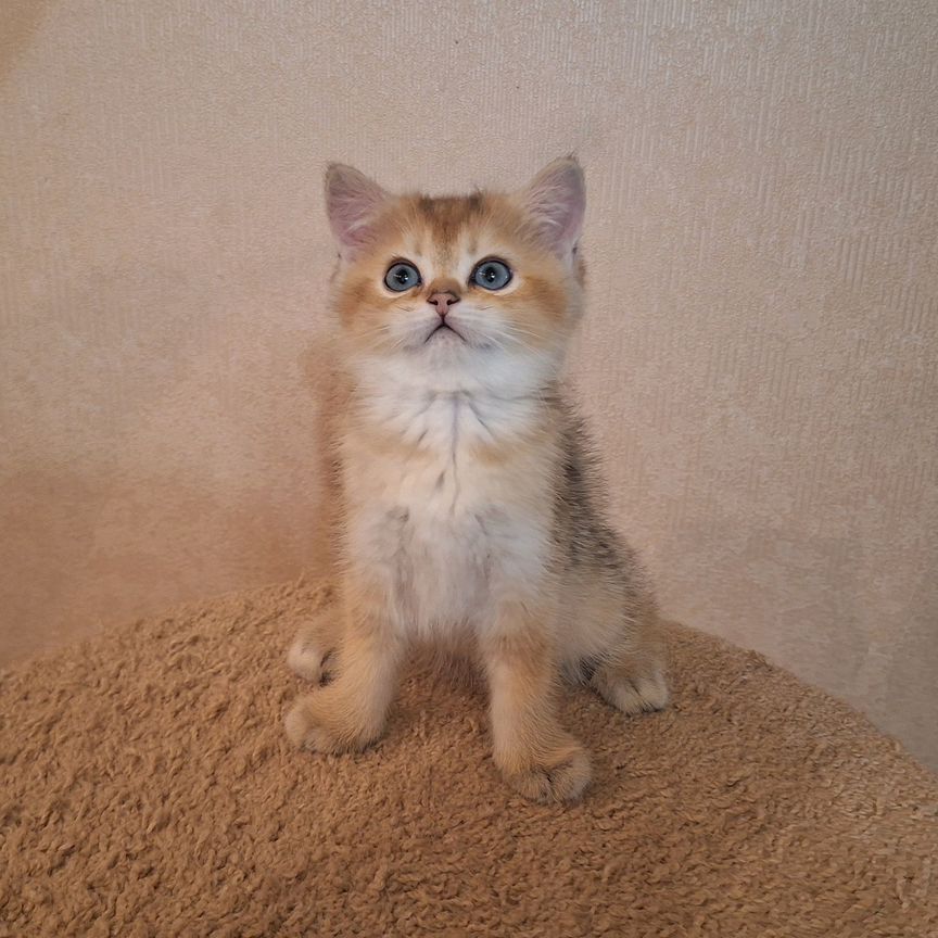 Британская короткошерстная золотая шиншилла