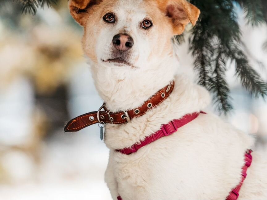 Беляшик из приюта