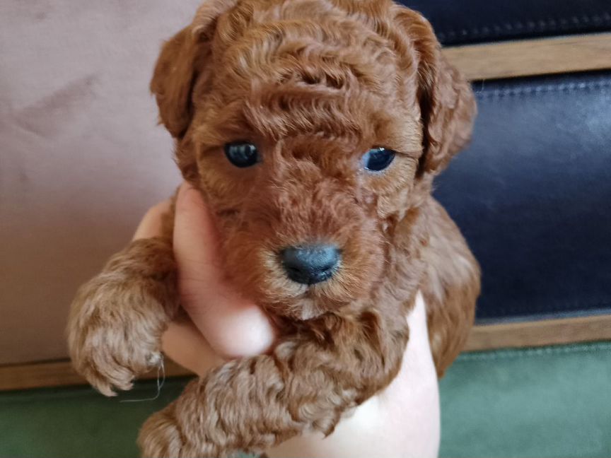 Щенки от Чемпиона РКФ