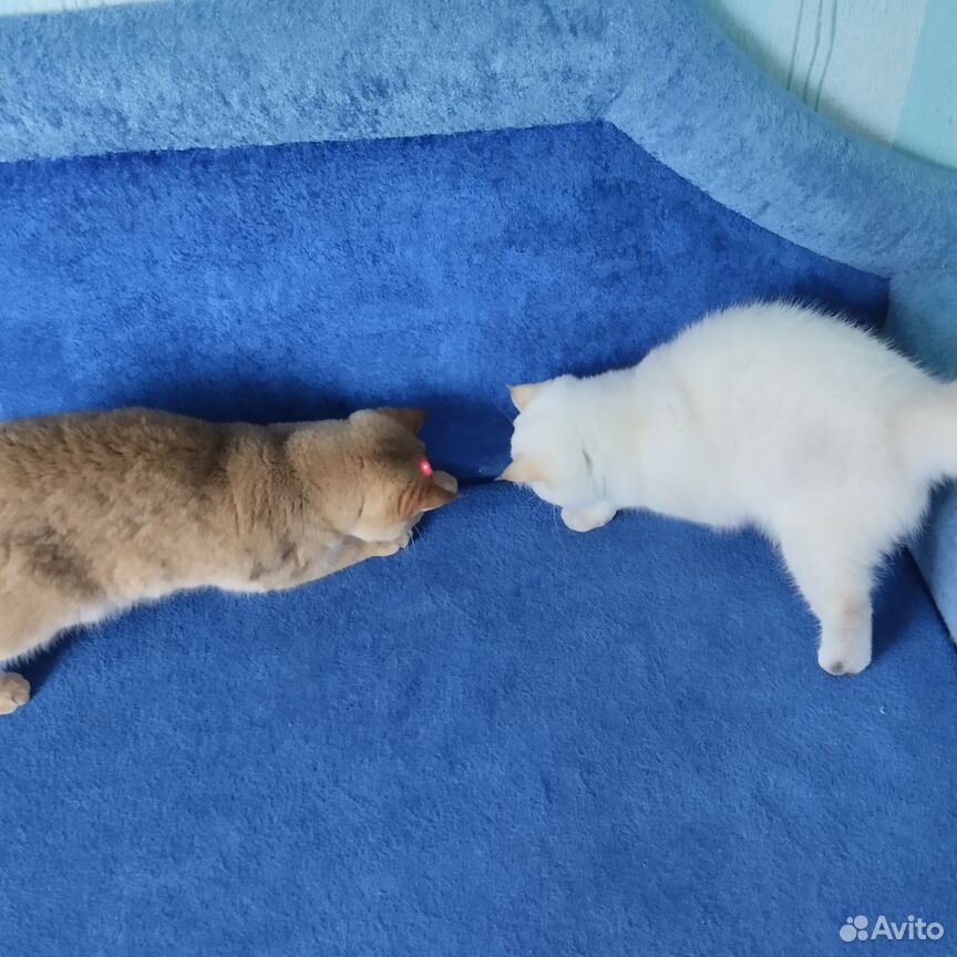 Две прекрасные девочки