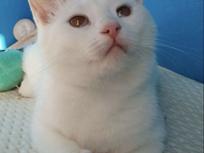 Милая киска ждет тебя