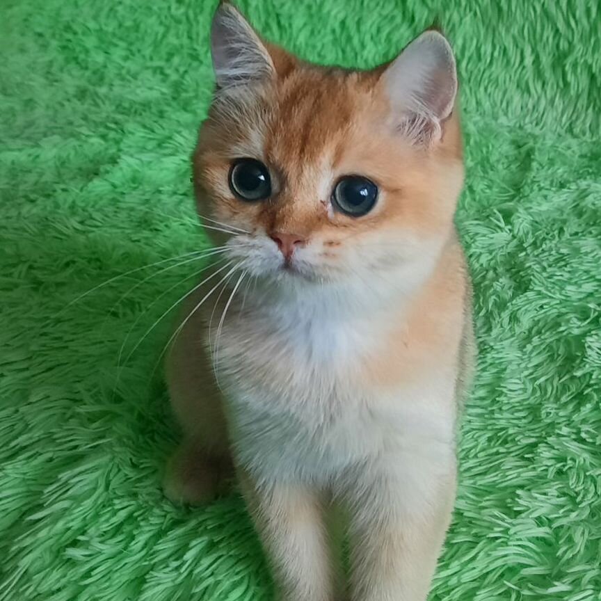 Лапочка