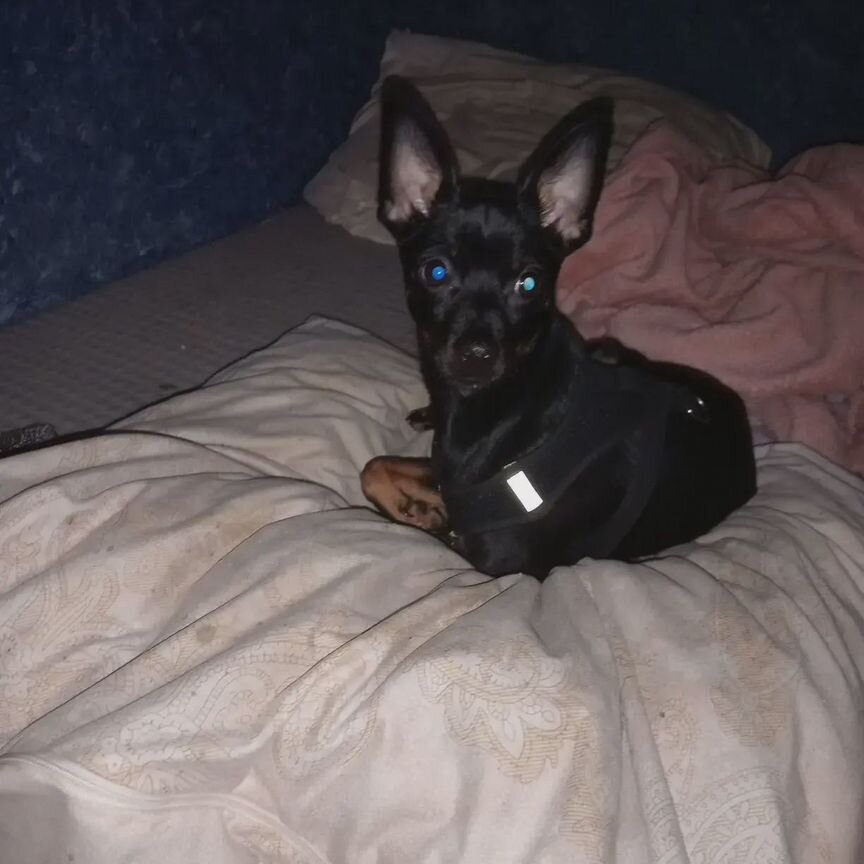 Русский той-терьер, щенок