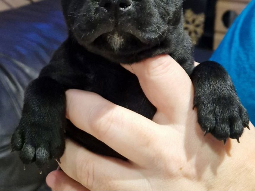 Стаффордширский бультерьер