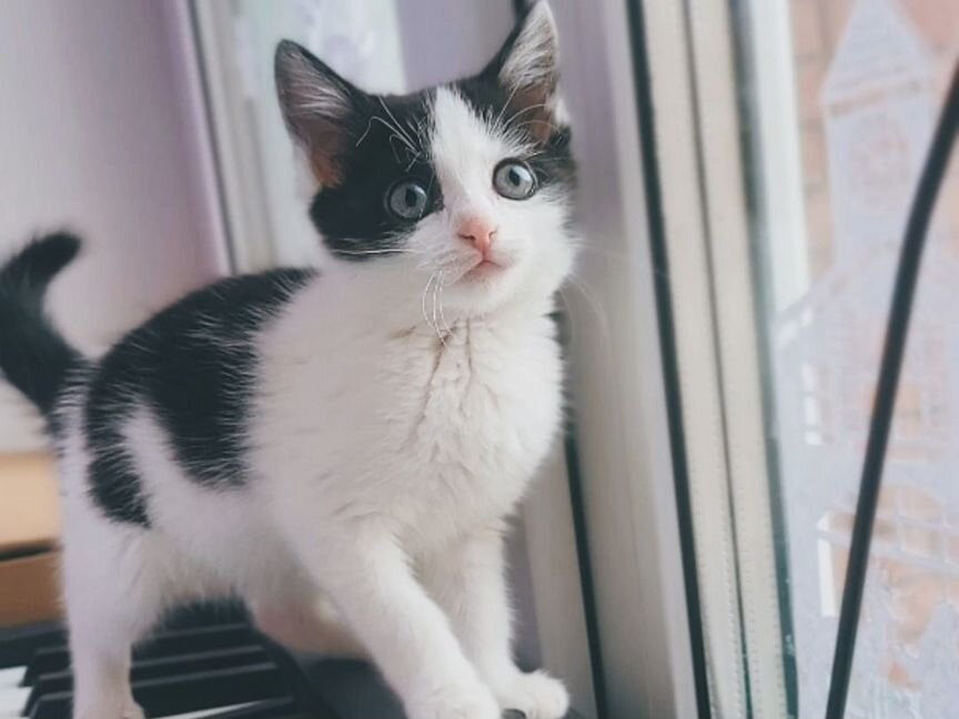 Котёнок девочка из приюта