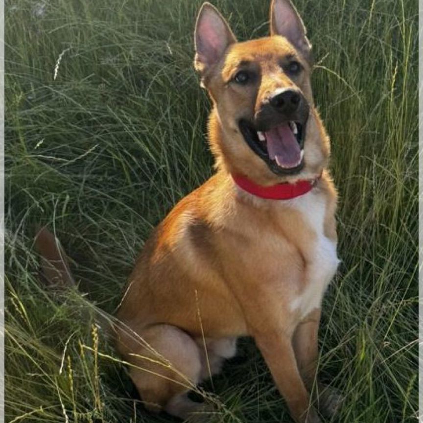 Собака в добрые руки