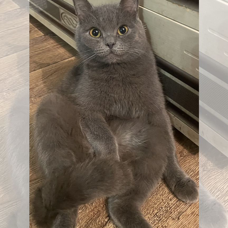 Британский короткошёрстный кот, взрослый