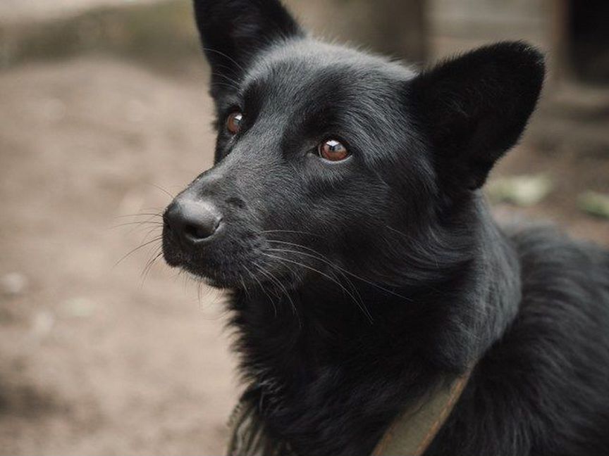 Кобель средних размеров