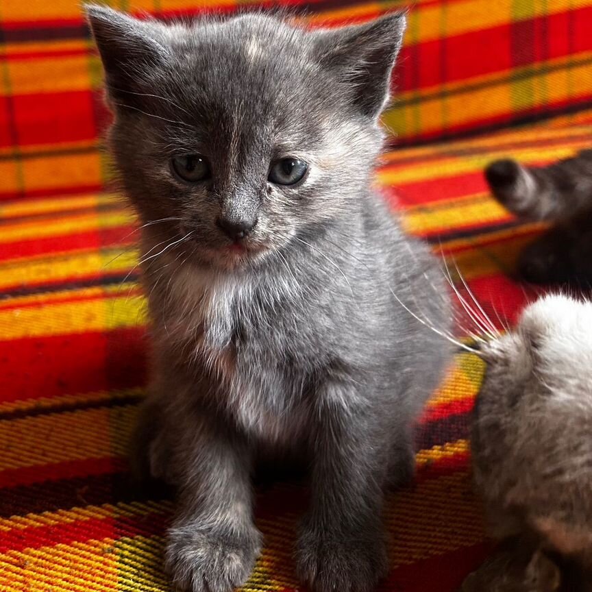 Шотландский вислоухий короткошёрстный котёнок