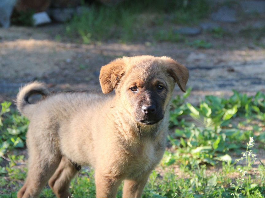 Собака в добрые руки щенок