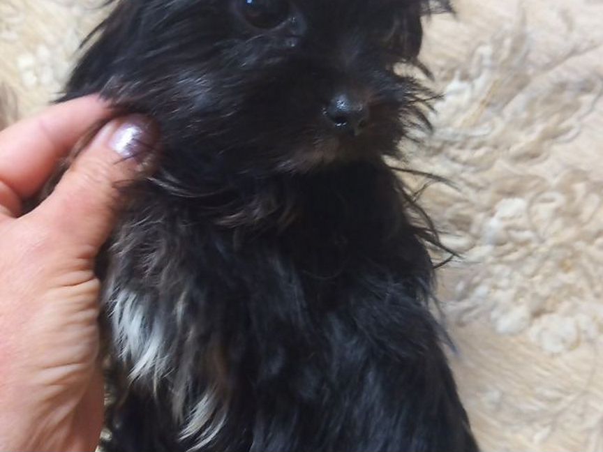 Супер мини мальчик