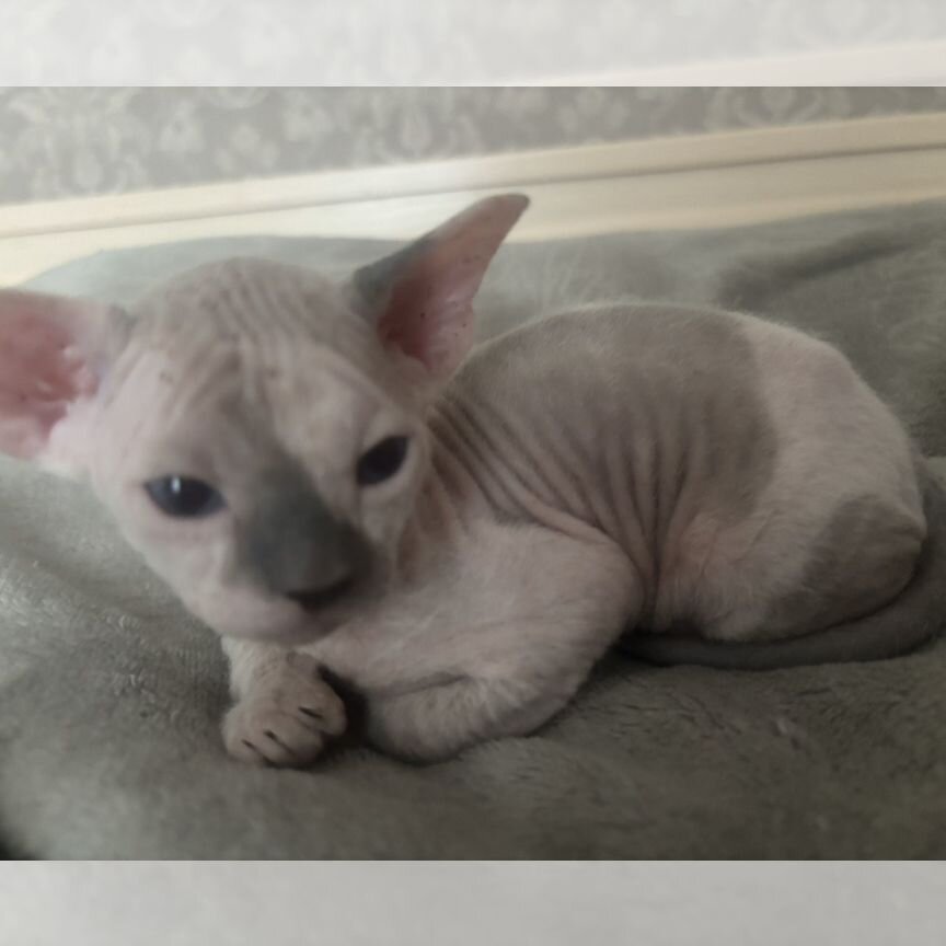 Котенок Донской сфинкс