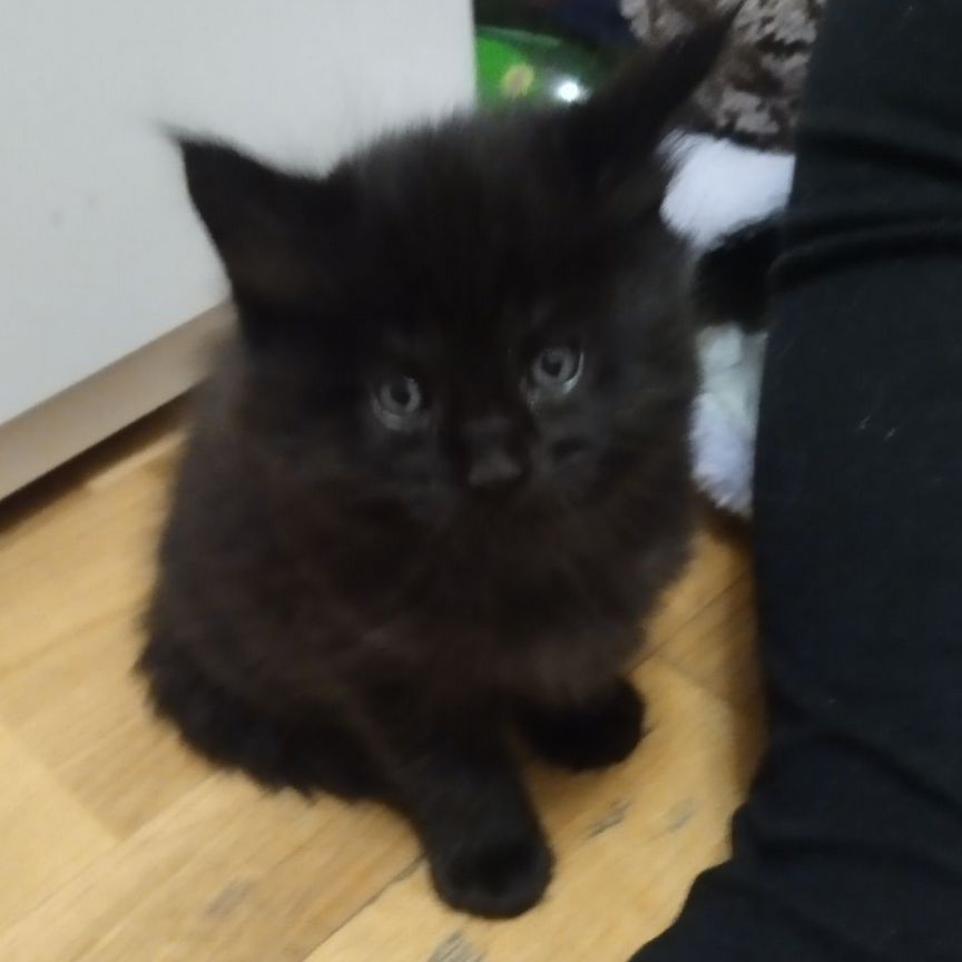 Мейн-кун котёнок