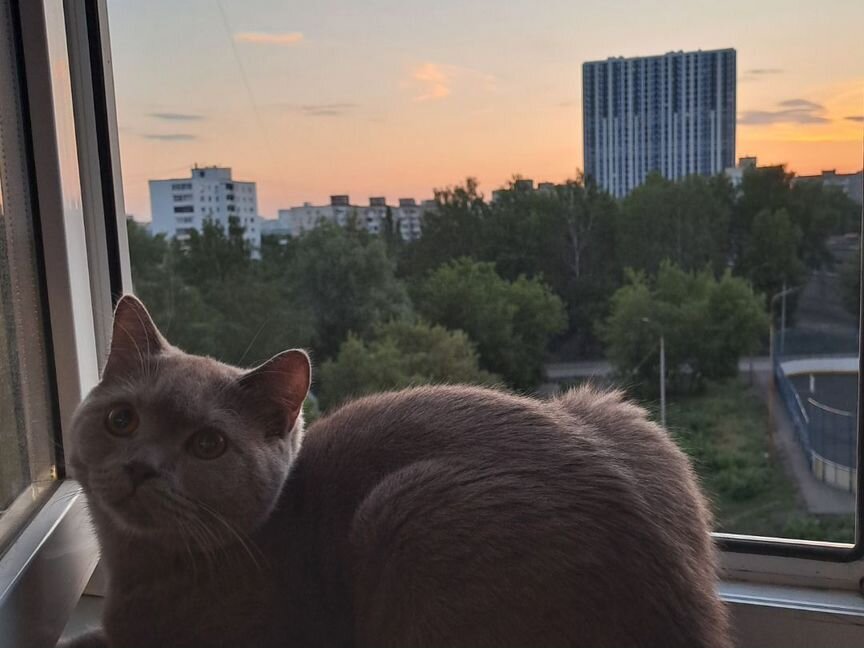 Кот британец в дар