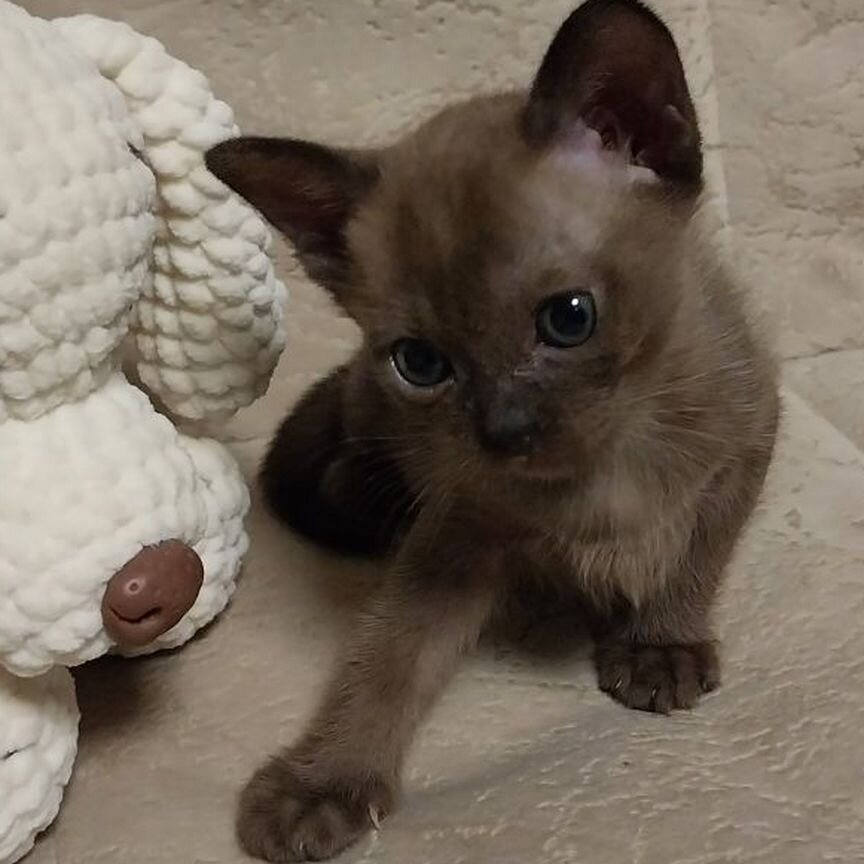 Бурманский котенок бронь