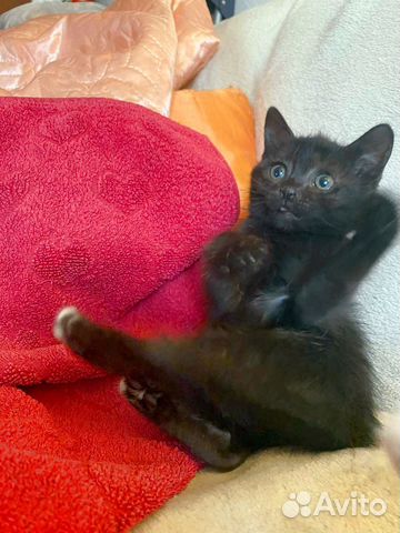 Ищет дом милый котенок Ляля