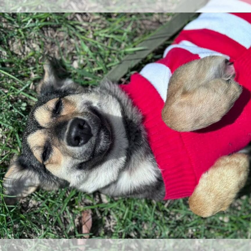 Тутси, нежная девочка ищет дом