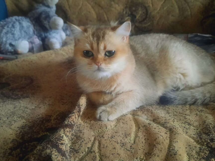 Кошечка очаровашка