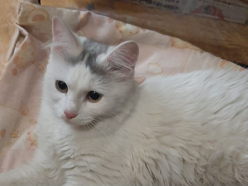 Потеряшка ищет дом