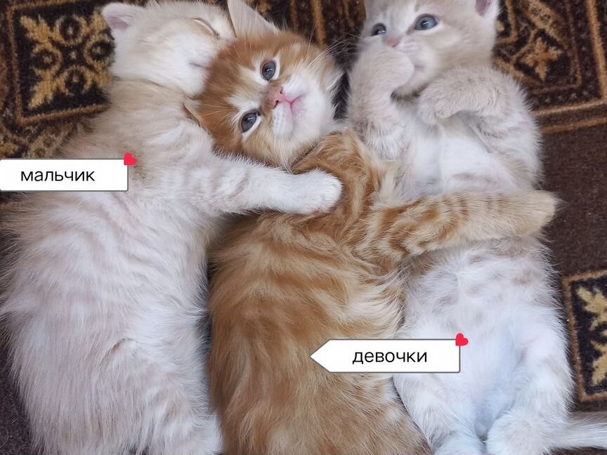 Котята в добрые руки мальчик и девочки