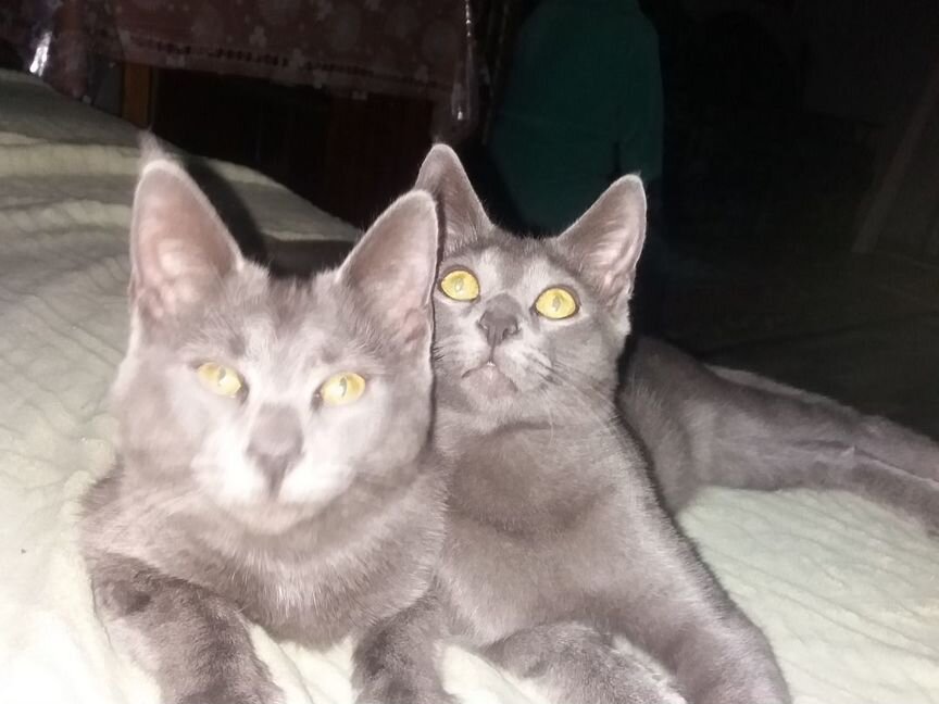 Отдам кошек в добрые руки