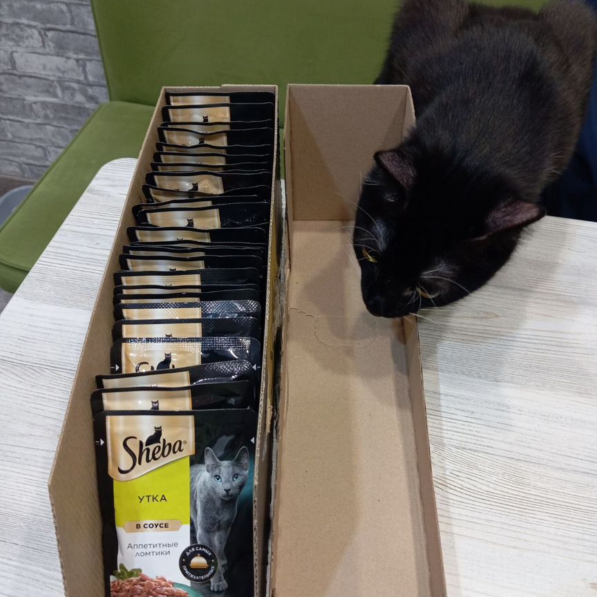 Влажный корм для кошек