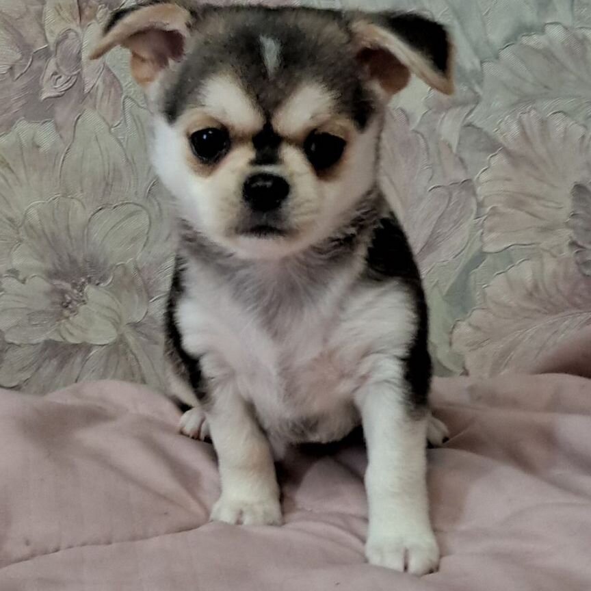 Чихуахуа, щенок