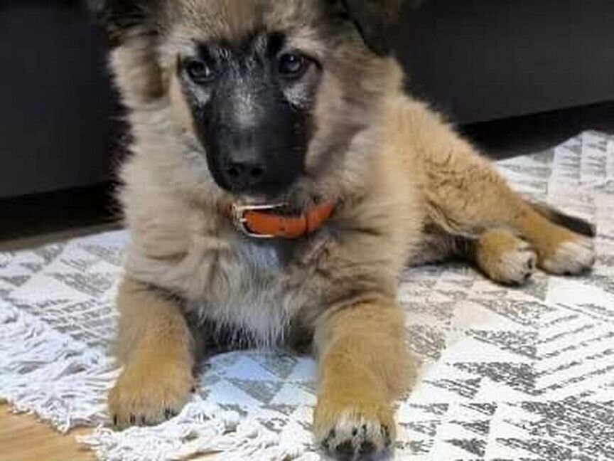 Щенок в добрые руки бесплатно