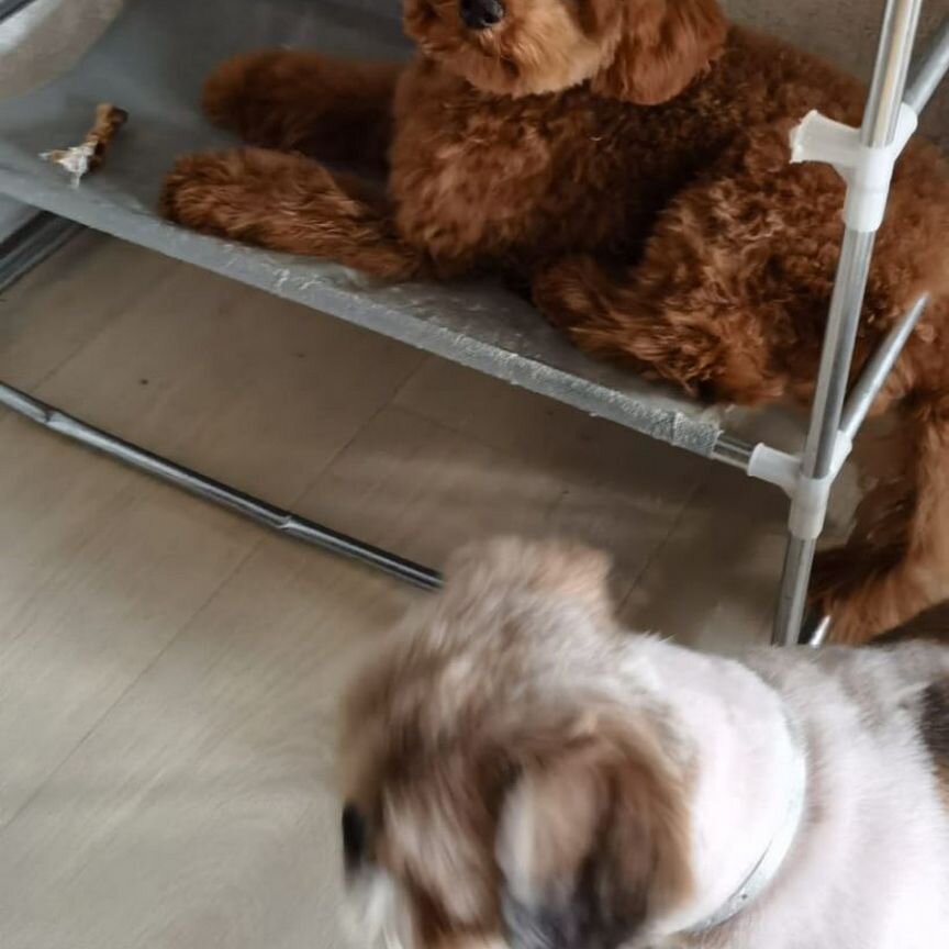 Подрощенный Тэдди мальтипу