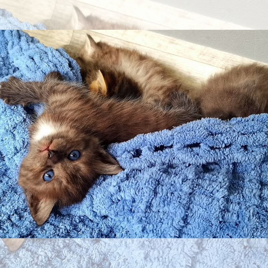 Отдам котят в добрые руки