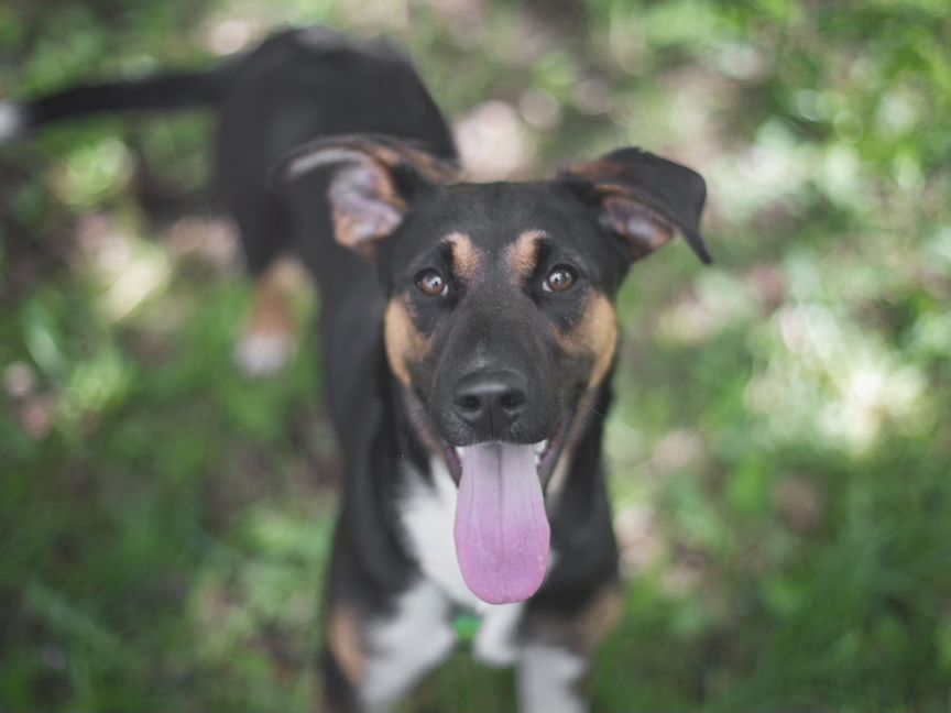 Щенок Лея 6 мес. отдаётся в хорошие руки