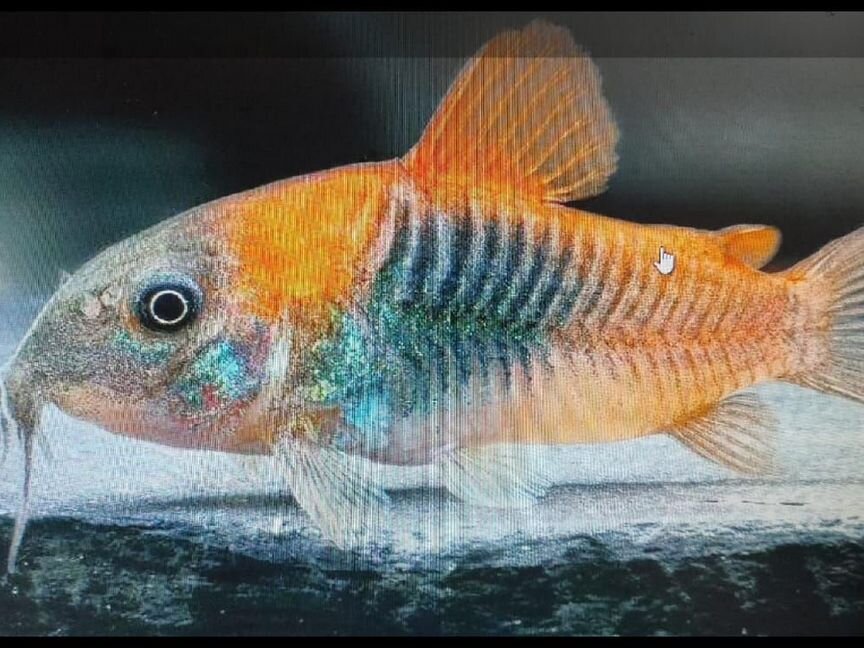 Коридорас Венесуэла Оранж