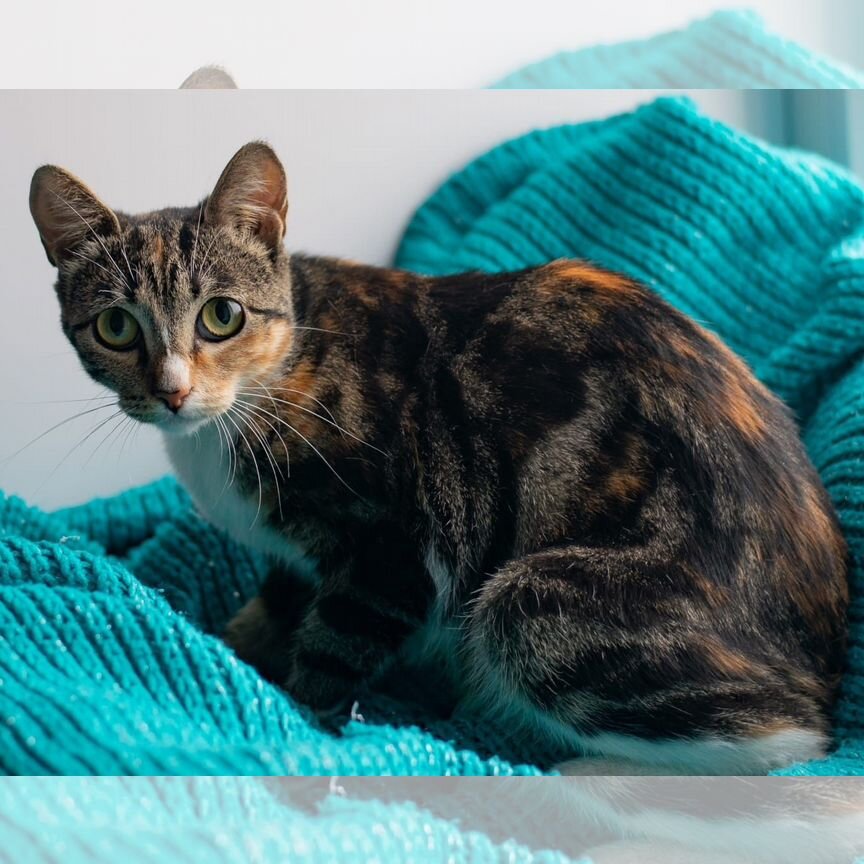 Экзотическая короткошёрстная кошка, взрослая